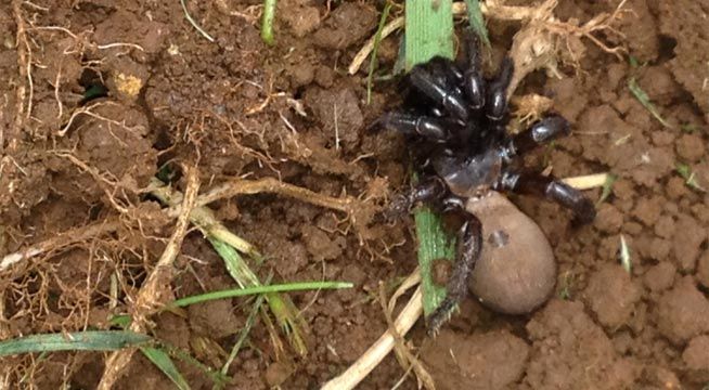 Puget Sound, WA state. It's body was hairy, the legs were fat and short ...